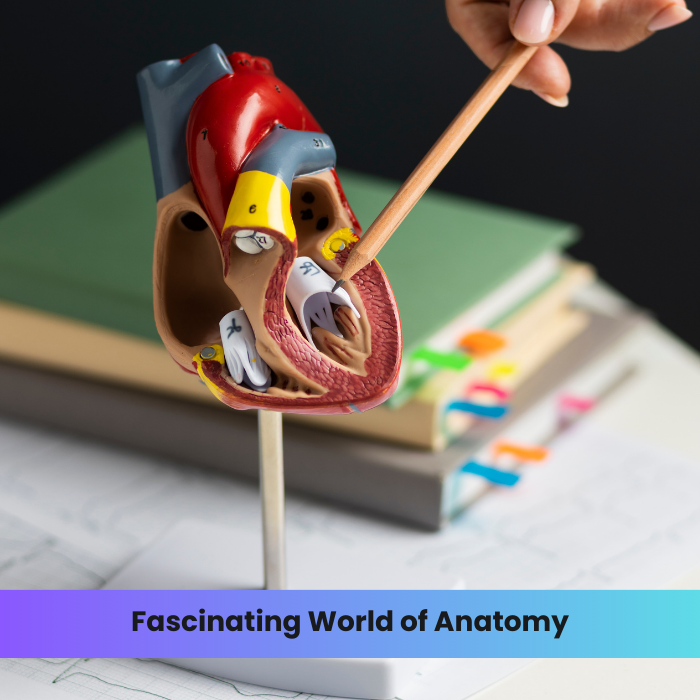 A Journey Through the Fascinating World of Anatomy – DR Instruments