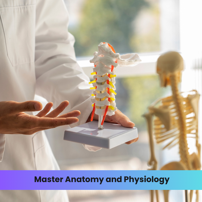 How Long Does it Take to Master Anatomy and Physiology? – DR Instruments