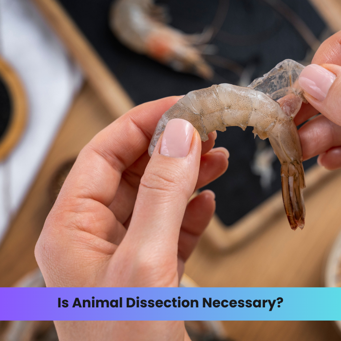 Is Animal Dissection Necessary? Weighing the Pros and Cons in a Digital ...