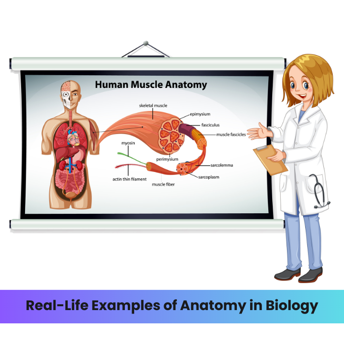 Deciphering the Body's Blueprint: Real-Life Examples of Anatomy in ...
