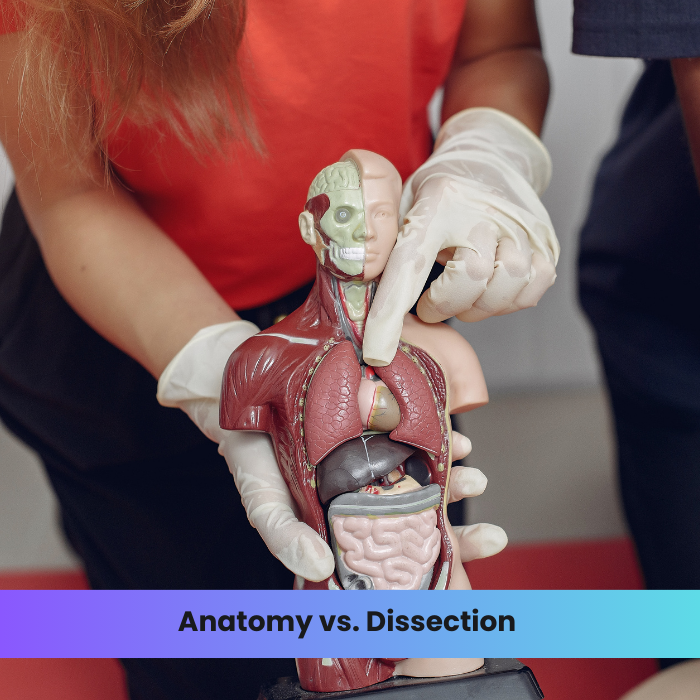 What Is The Difference Between Anatomy and Dissection? – DR Instruments