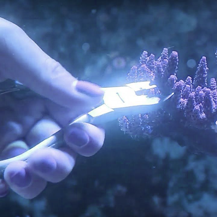 Ultimate Coral Frag Kit - No IC-Gel - Aquatic Tools - DR Instruments