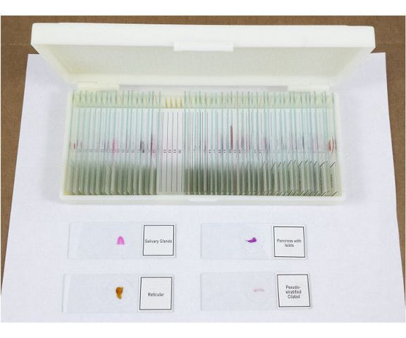 Mammalian Histology Slide Set - Laboratory Equipment - DR Instruments