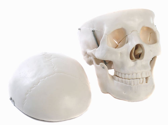 Plastic Model Skull - Healthcare Ama - DR Instruments